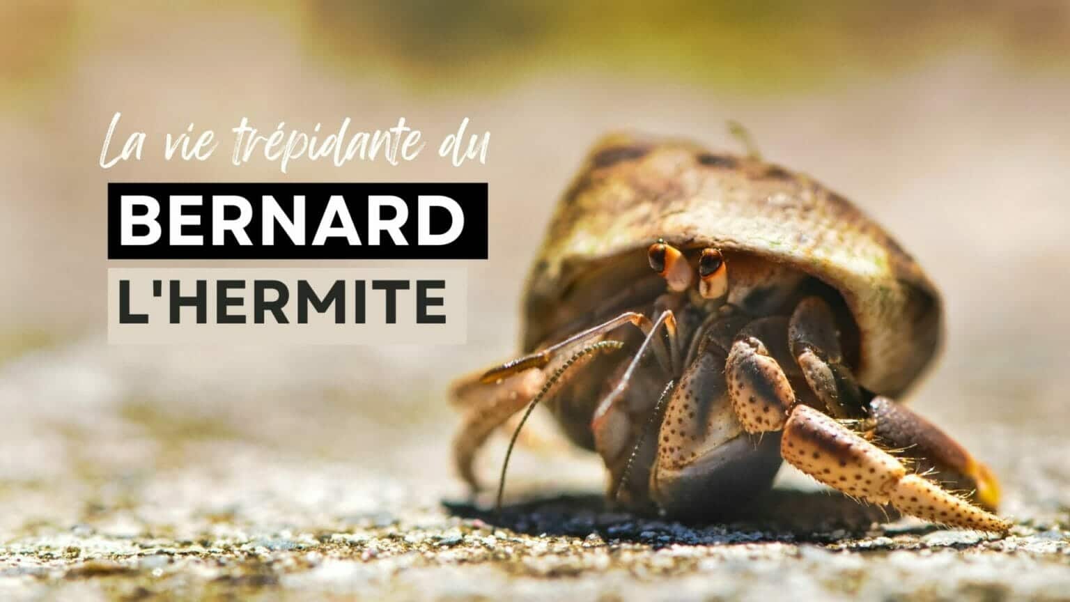 Coquillages en Bretagne : identifier les espèces du littoral breton
