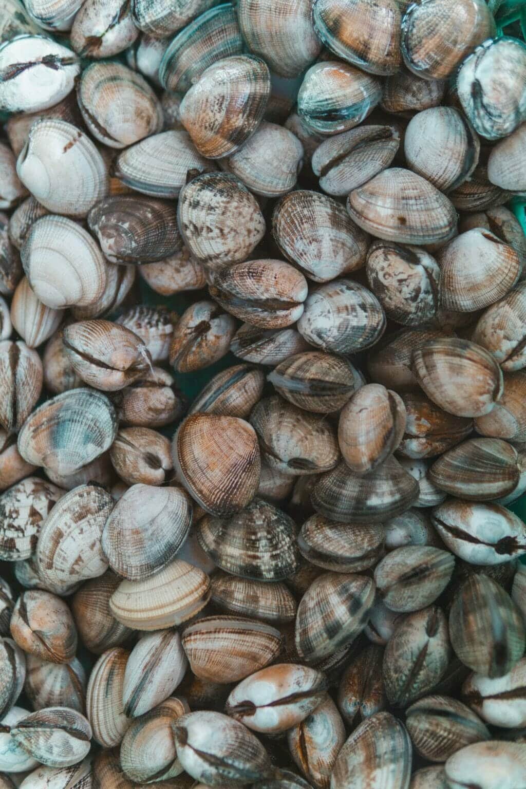 Coquillages en Bretagne : identifier les espèces du littoral breton