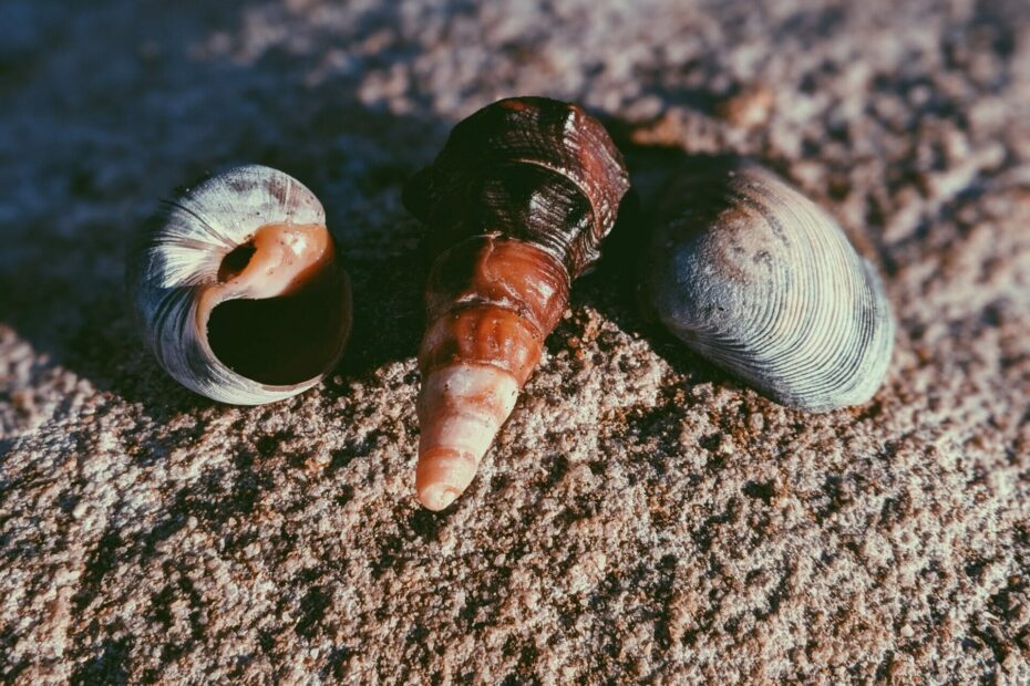 Coquillages en Bretagne : identifier les espèces du littoral breton